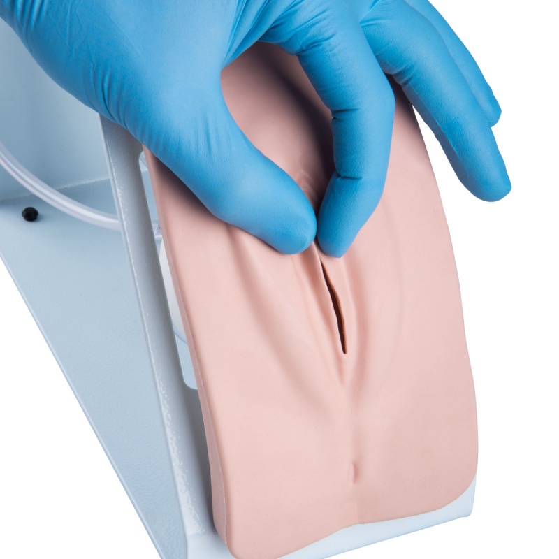 3B Scientific Basic Female Catheter Model | Health and Care